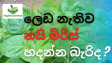 Agriculture නයි මිරිස් වගාවට උපදෙස් Nai Miris Wagaawa Schoch Benet Ceylon Survival Youtube