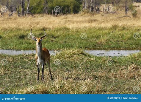 Male Lechwe Stock Image Image Of Kobus Botswana Africa 64529299