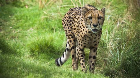 Cheetah - The Houston Zoo