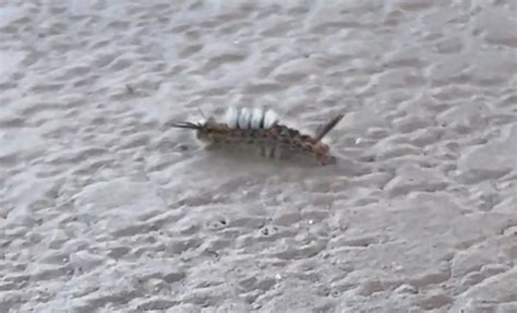 What Is This Bug R Whatisthis