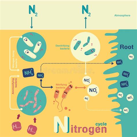 Nitrogen Cycle Stock Vector Illustration Of Education 30735058