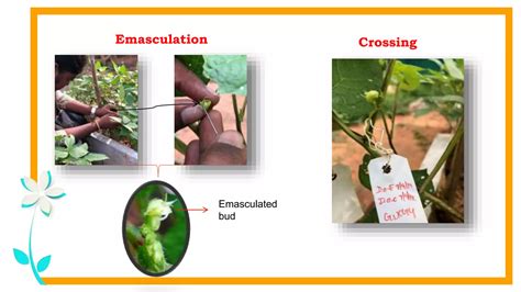 Diallel Analysis In Blackgram M Sc Agri Thesis Viva Pptx