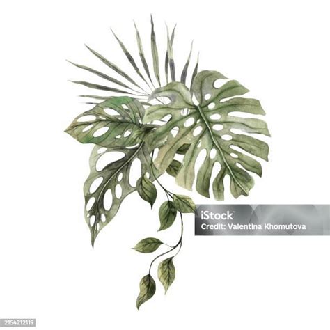 부채야자 몬스테라 덩굴식물 열대 나뭇잎의 수채화 구성 고립된 배경에 손으로 그린 것입니다 초대장 카드 휴일 스파 여행 포장의 디자인을 위한 식물 그림 고풍스런에 대한 스톡