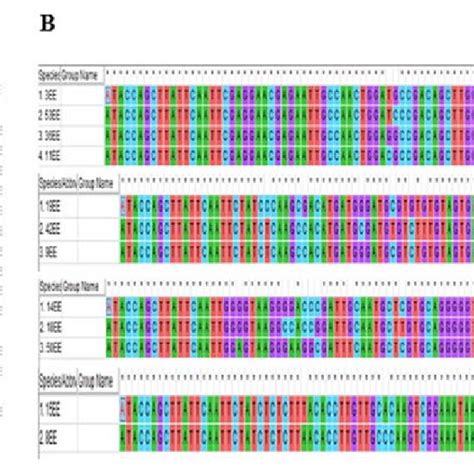 Phylogenetic Tree Alignment And Clustering A Clustalx Phylogenetic