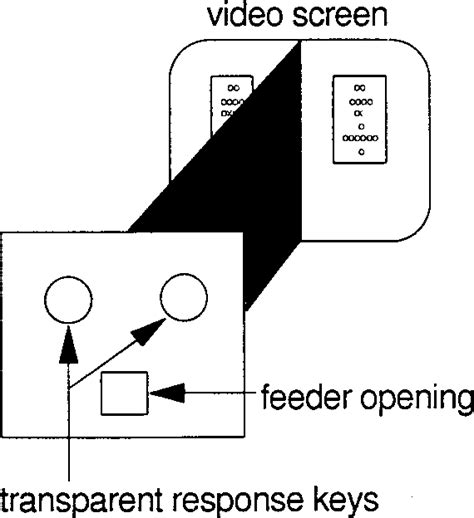 Figure 1 From Transitive Inference In Multiple Conditional Discriminations Semantic Scholar