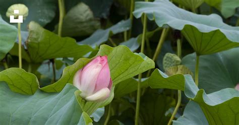 녹색 잎으로 둘러싸인 분홍색 꽃 사진 Unsplash의 무료 전라북도 이미지