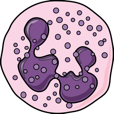 Basophil Granulocyte Figure Science Figures