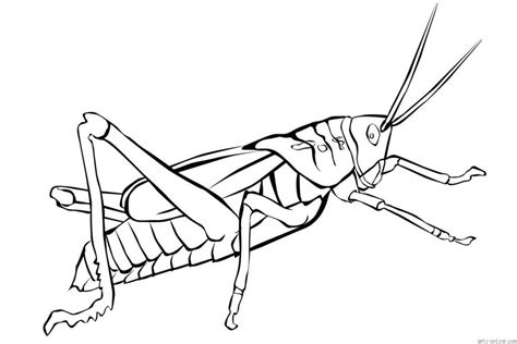 Free Grasshopper Coloring Pages Coloring Home