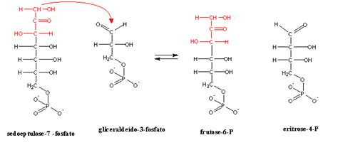 The Chemical Logic Behind The Pentose Phosphate Pathway The Chemical Logic Behind The Pentose Phosphate Pathway