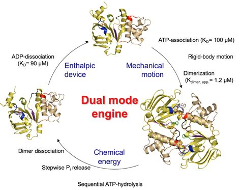 Type 1 Secretion Systems
