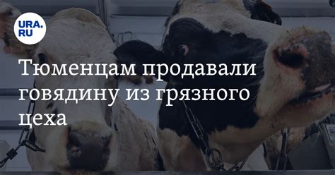 Купить мясо говядины качество мяса в Тюменской области