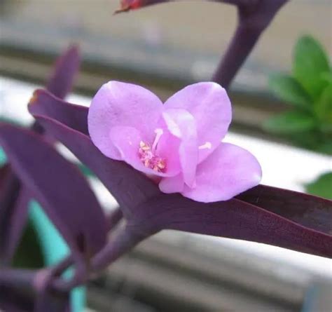 紫萝兰花 紫兰花和紫罗兰 紫兰花 第2页 大山谷图库