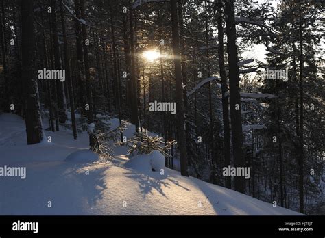 Small Fir Trees In A Winter Forest Under A Thick Layer Of Snow With Sun