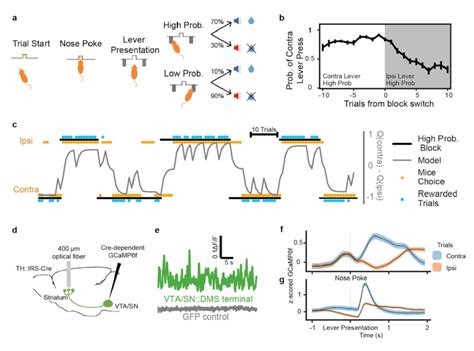 Mice Performed A Probabilistic Reversal Learning Task During
