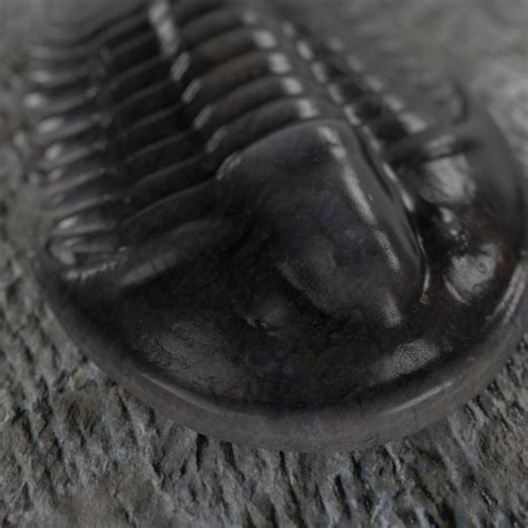 3d Trilobite Fossil Model
