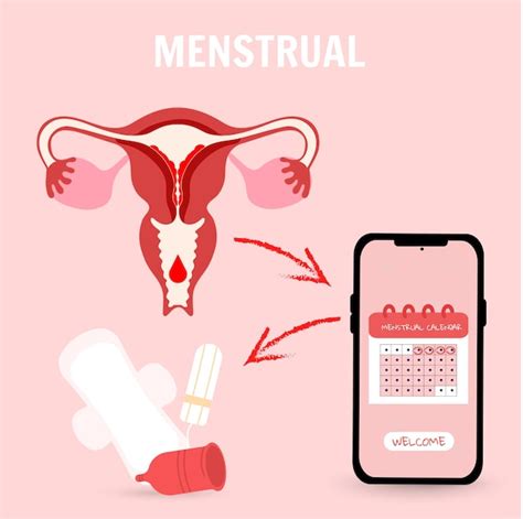 Calendrier Des Menstruations Féminines Sur Le Concept Du Système