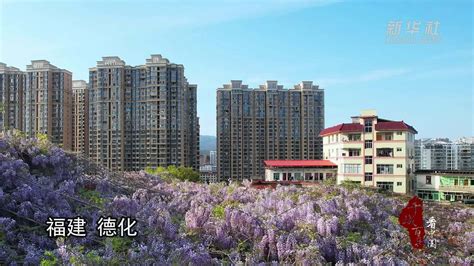 千城百县看中国福建德化紫藤花开如瀑 凤凰网视频 凤凰网