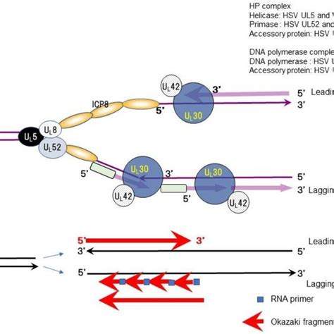The Viral Helicase Primase Hp Complex In Viral Dna Synthesis Download Scientific Diagram
