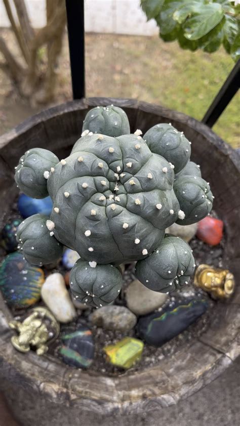 She Thicccccccccc R Peyote