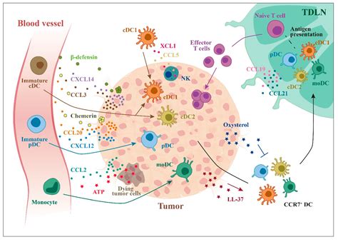 The Role Of Type 1 Conventional Dendritic Cells In Cancer Immunity
