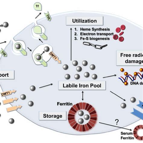 Pdf Ferritin For The Clinician