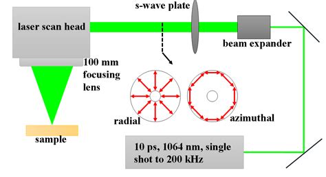 On The Radially And Azimuthally Polarized Laser Induced Shape Transformation Of Embedded