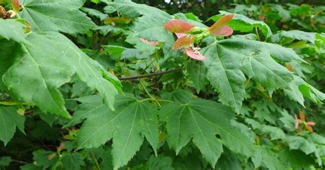Vine Maple Growing And Care Guide The Garden Magazine