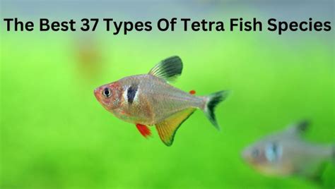 The Best 37 Types Of Tetra Fish Species 2026 Updated
