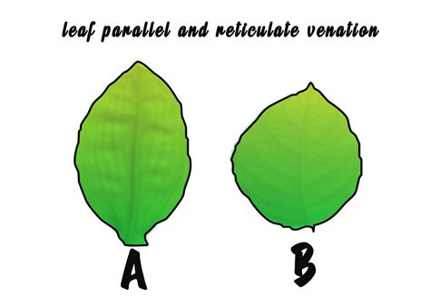 Parallel Venation Diagram