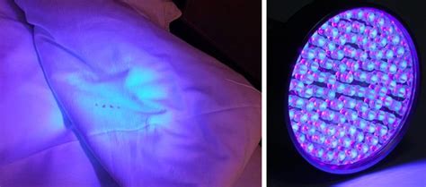 Does UV Light Detect And Kill Bed Bugs Which UV Lights Are Best
