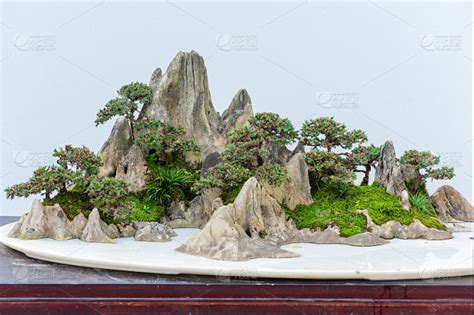 靠墙的石头上有盆景树