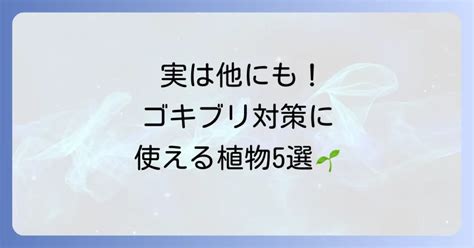 ゼラニウムの虫除け効果はゴキブリに本当にある？真実と効果的な使い方を徹底解説 Miraiguide