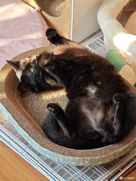 猫粮开袋测评篇二：各种0元购、1元购的猫粮，给流浪猫一顿饱饭~猫咪干粮什么值得买