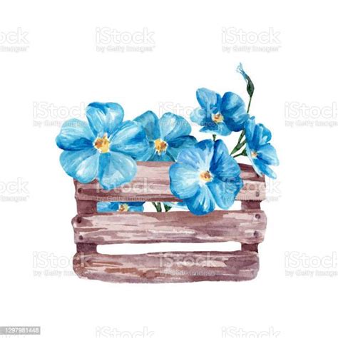 파란색 꽃이 있는 상자의 수채화 그림 흰색 배경에 아마 꽃 0명에 대한 스톡 벡터 아트 및 기타 이미지 0명 계절 귀여운
