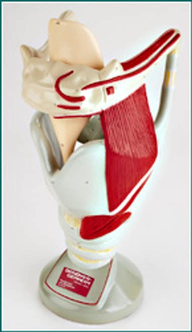 Models Of The Ears Nose And Throat