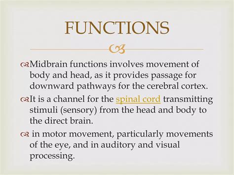 Mid Brain Pdf