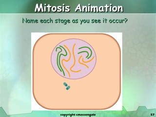 Cell Cycle Mitosis Animation