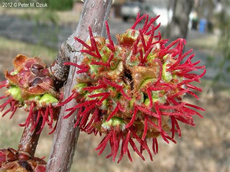 Acer Rubrum Red Maple Minnesota Wildflowers