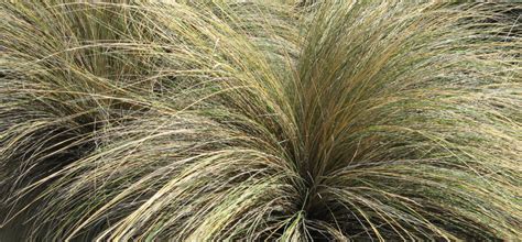 Ornamental Native Grasses For Your Garden List By Fantastic Gardeners