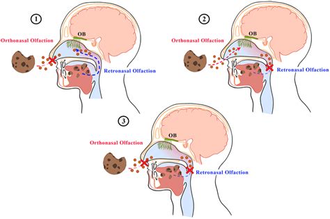Schematic Comparison Between Dysfunctional Olfactory Pathways Involving Download Scientific