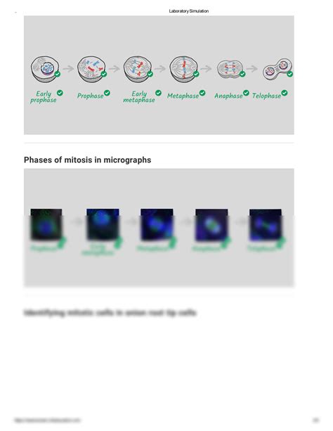 SOLUTION BIO Mcgrawhill Virtual Lab Cell Division Examining Mitosis Answer Key Studypool