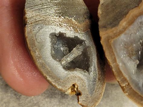 Inside A Fossilized Clam Shell I Tend To Cut Open My Broken Ones R