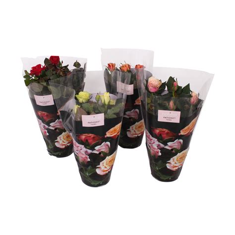 Planta Cu Flori Rosa H 16 30 Cm Ø Ghiveci 13 Cm Diverse Culori