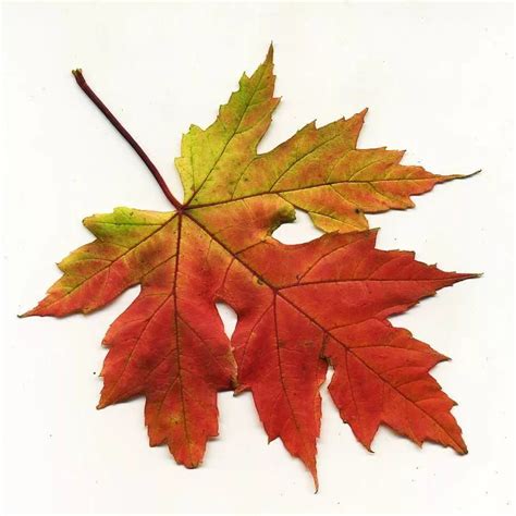 осенние листья картинки 4 тыс изображений найдено в Яндекс Картинках Autumn Leaves Art