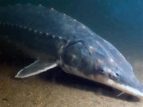 Caviaramerican Caviaramerican Sturgeonatlantic Sturgeonsustainable