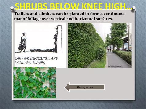 Lecture 4 Types Of Planting Design PPT