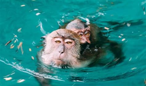 파타야 원숭이섬 요트 반일 단독 투어