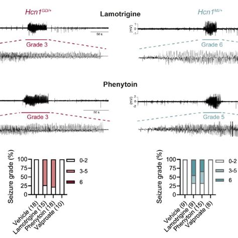Anticonvulsant Drug Induced Seizures In Hcn1 Gd And Hcn1 Mi Mice