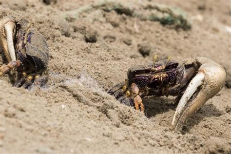 How To Catch Fiddler Crabs For Bait Gone Outdoors Your Adventure Awaits