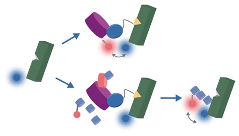 Protac Assay For Targeted Protein Degradation Bmg Labtech